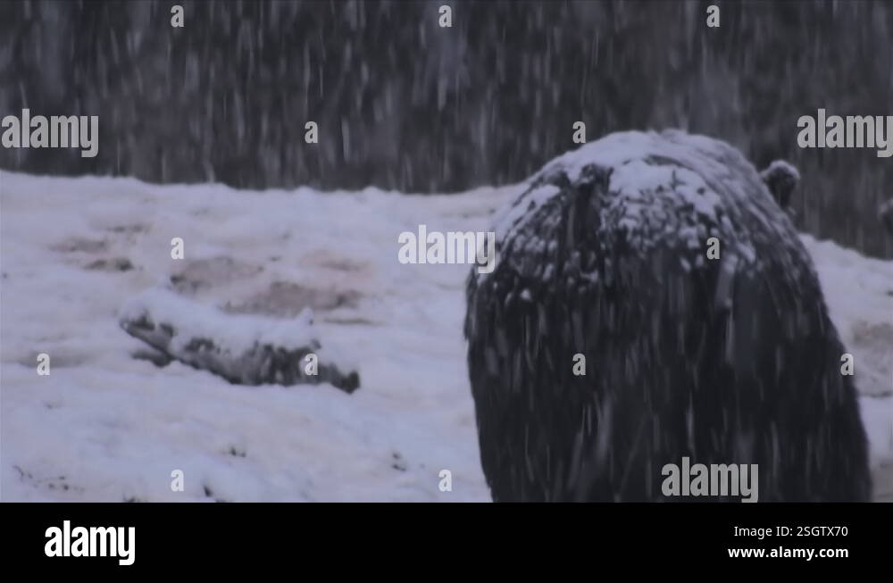 Bear can Stock Videos & Footage - HD and 4K Video Clips - Alamy