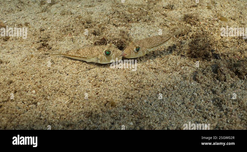 puffer fish fight for food underwater mediterranean sea Stock Video ...