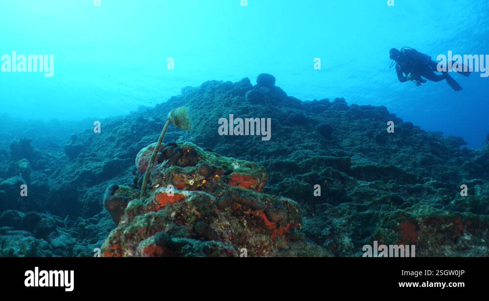 silhouette of scua diver underwater sun beams and rays exploring reefs ...