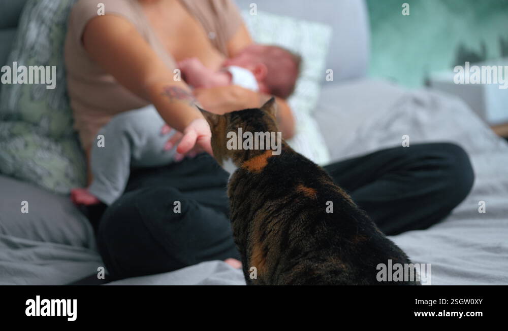 Back view of curious tabby cat getting snacks from its caucasian owner ...