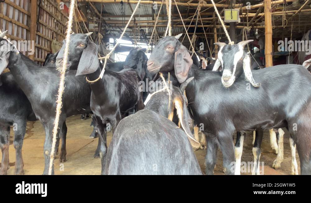 Black Bengal goats for sale at a butcher farm shop in Bangladesh. Tied up Stock Video Footage ...