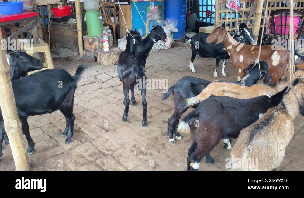 Black Bengal goats for sale at a butcher farm shop in Bangladesh. Tied up Stock Video Footage ...