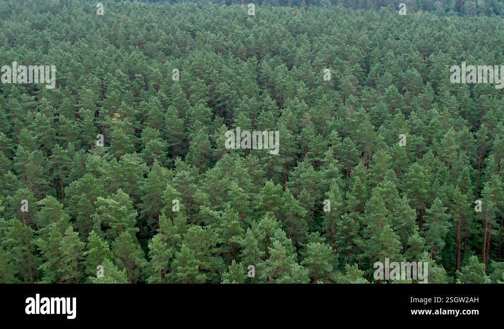 Flying Above Pine Tree Tops and Green Spruce. Aerial View Top Down of ...