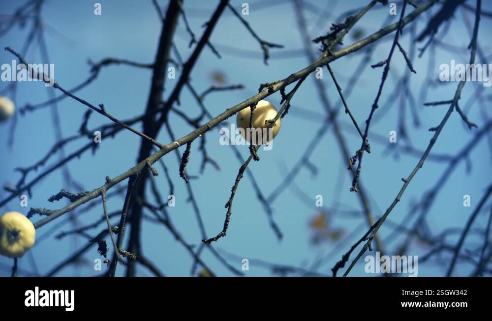 Apple tree without leaves Stock Videos & Footage - HD and 4K Video ...