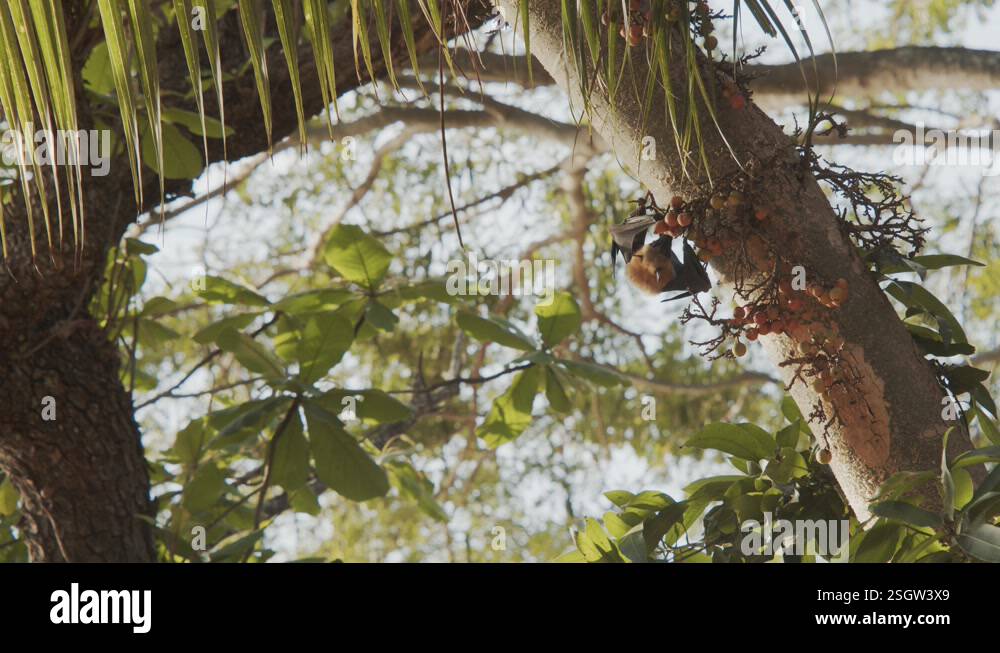 Bat using its claws to pick out a fig to eat, hanging upside down from ...