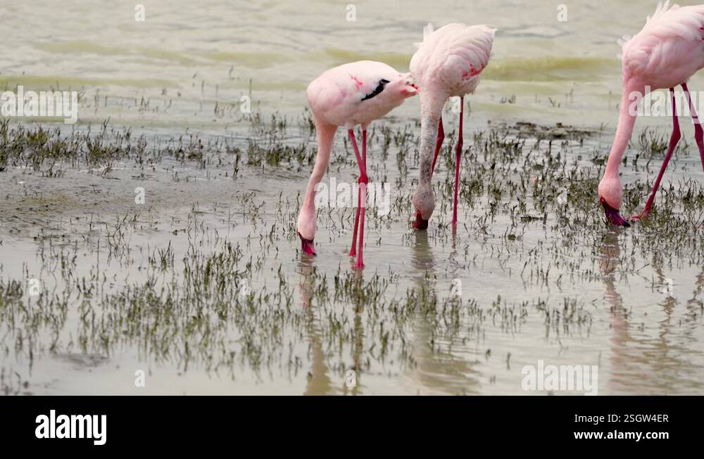 Lesser Flamingos grazing in the wetlands of the Ngorongoro crater in ...
