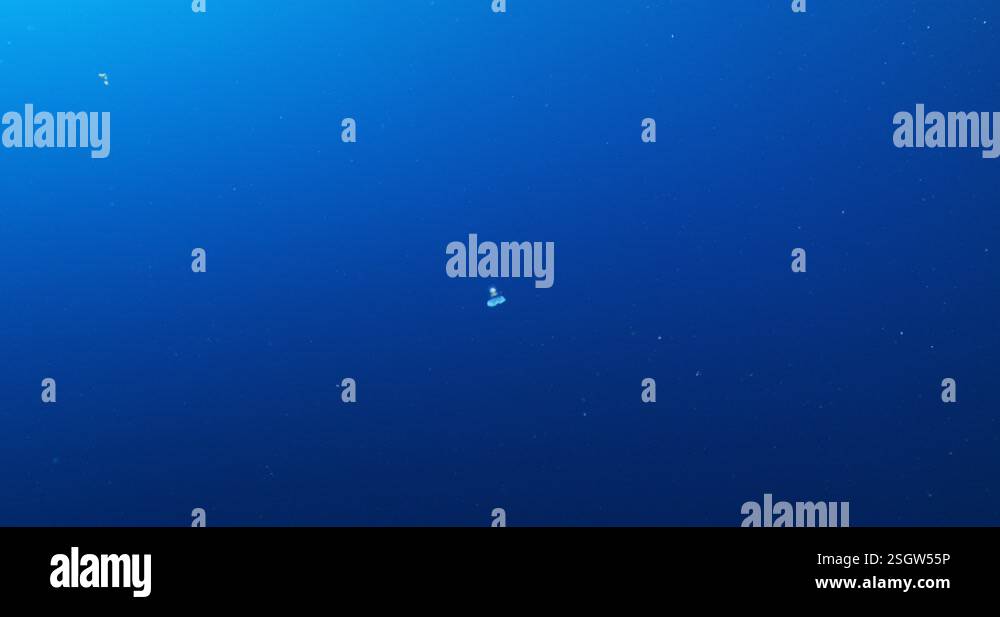 Turritopsis nutricula dohrnii Oceania O. armata immortal underwater ...