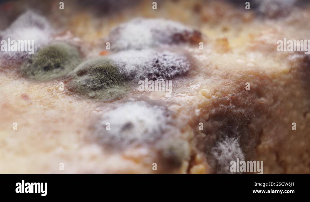 Disgusting mold on food Stock Videos & Footage - HD and 4K Video Clips ...