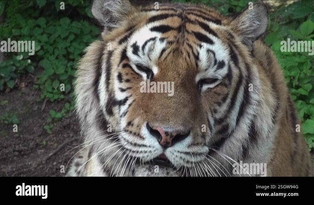 Siberian tiger focuses attention on camera, close up, pro rez 422 ...