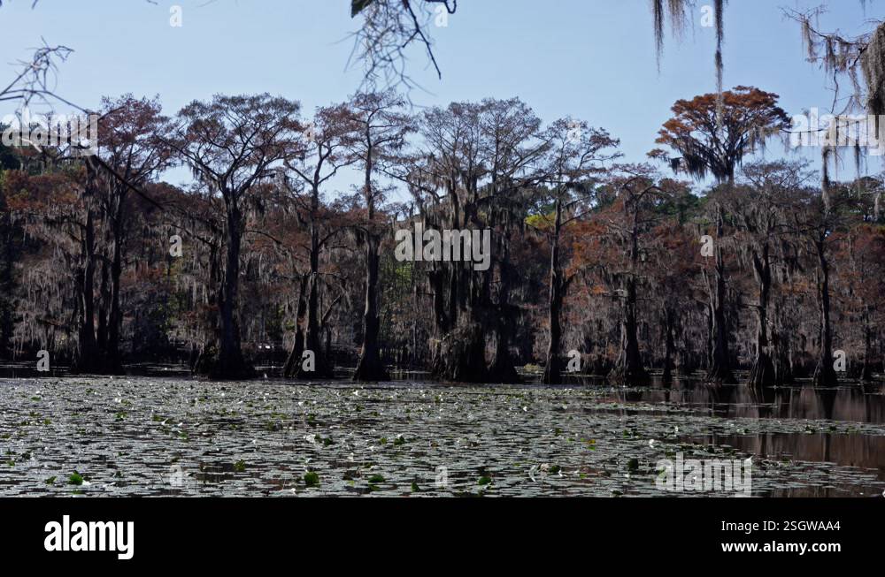 Caddo Lake State Park in Texas with its amazing vegetation and ...