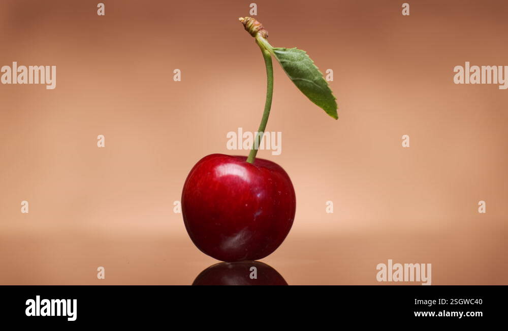 Cherry stalk leaf Stock Videos & Footage - HD and 4K Video Clips - Alamy