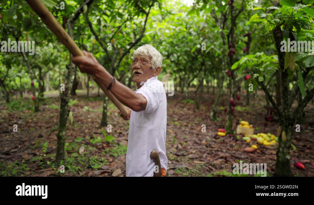 Senior male cacao farmers harvests cocoa pods with long sitck on cocoa ...
