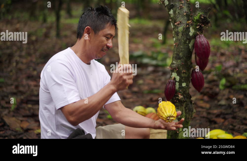 Side view of male cocoa farmer opens cacao pods with wooden mallet on ...