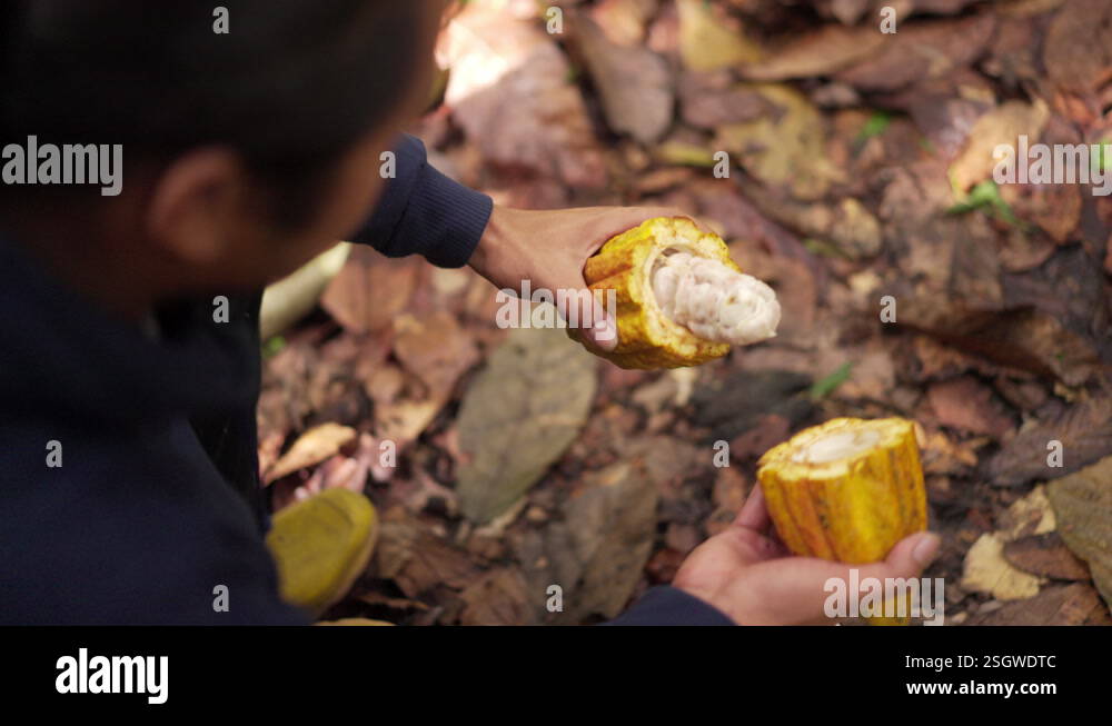Young male cacao farmer opening cocoa pod revealing quality white cocoa ...