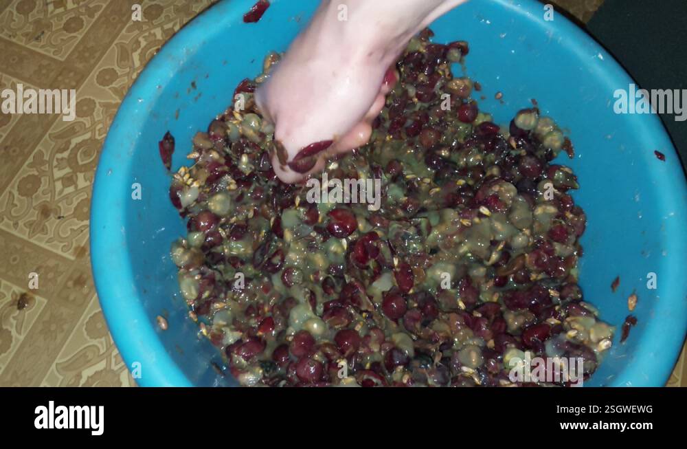 Production of grape pulp for making homemade wine Stock Video Footage ...