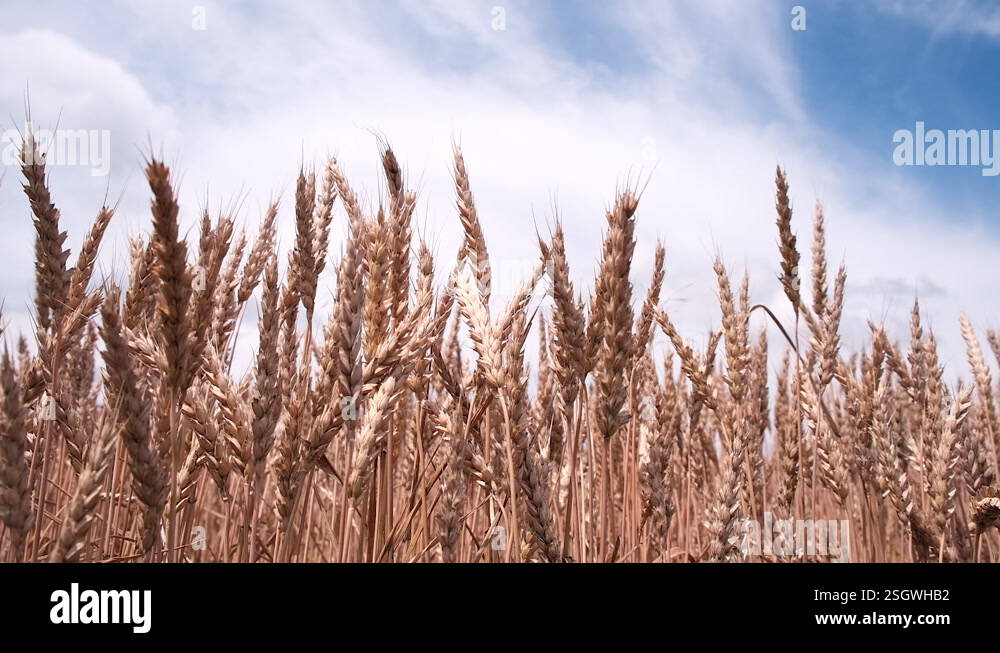 Yellow spikes sway in wind. ripe cereal harvest against sky. Beautiful ...