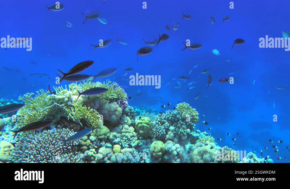 A flock of brightly colored Suez Fusilieragainst a coral reef Stock ...
