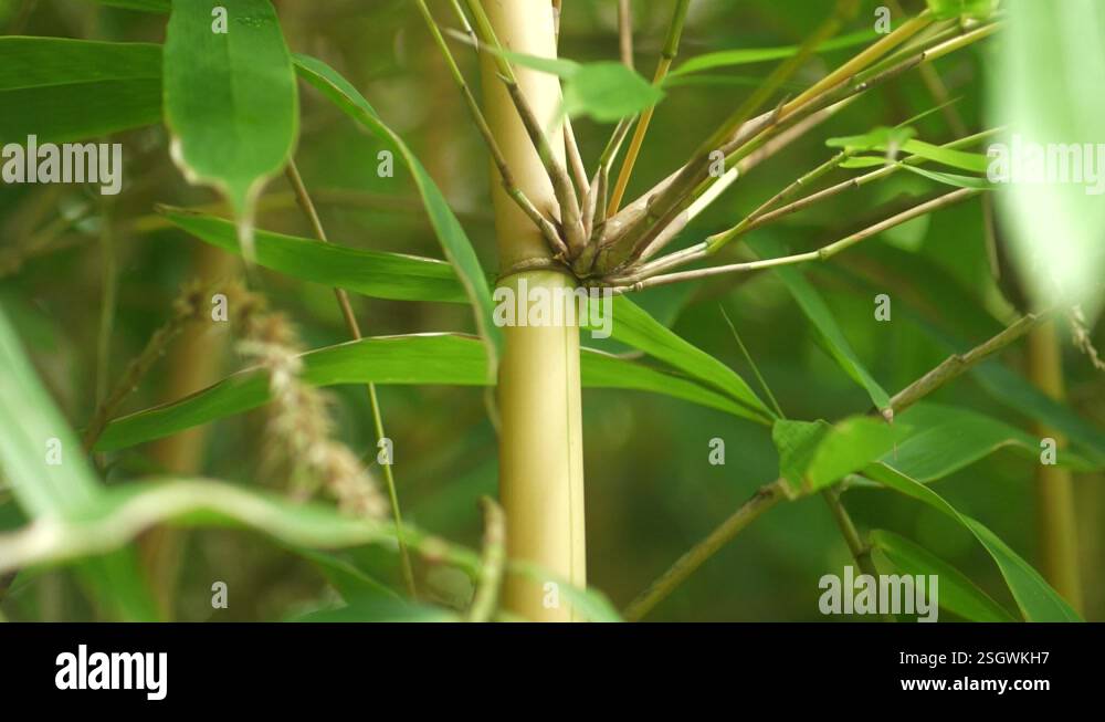Tall bamboo poll stock Schizostachyum plant growing in Big Island ...