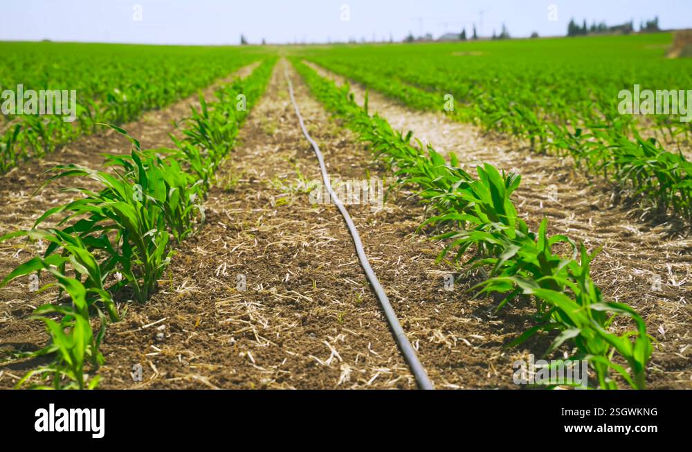 Corn field is irrigated with drips. drip irrigation system ...