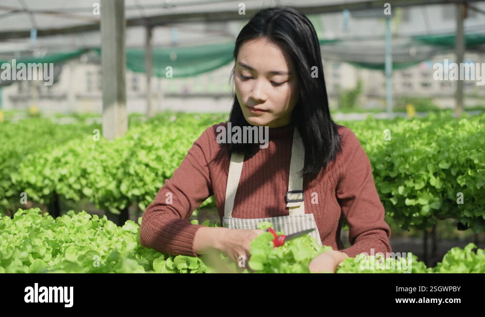 agriculture concept of 4k Resolution. Asian female worker cutting off ...