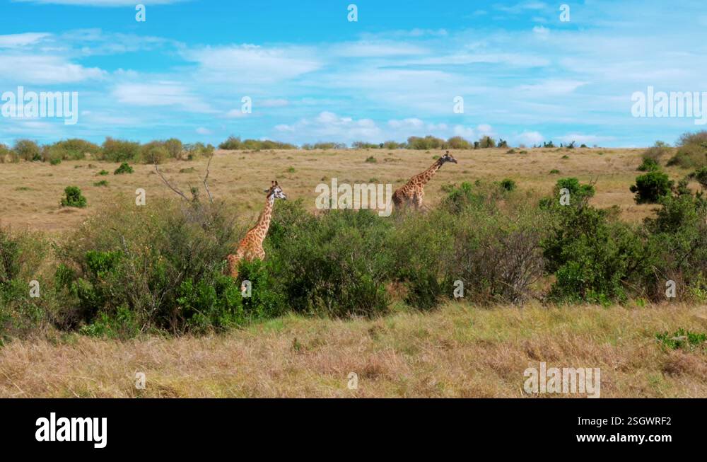 two giraffes stand among the acacia bushes in a wildlife park in kenya ...