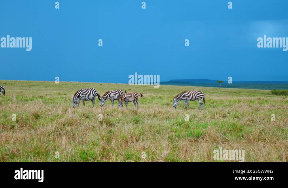 a small group of zebras grazing in the grass of the african savannah ...