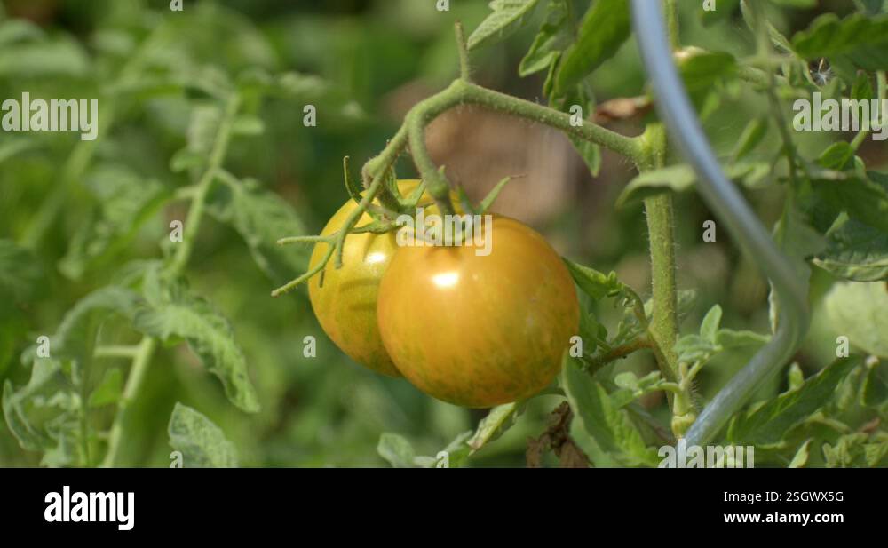 Tomato plant ripening fruits in Stock Videos & Footage - HD and 4K ...