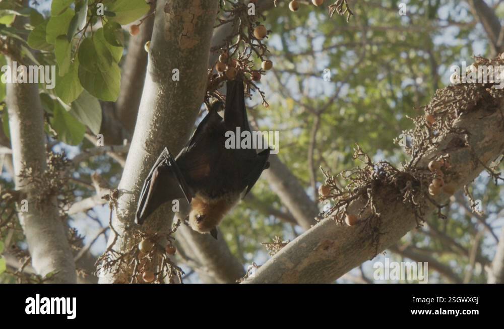 Bat walking down a branch of a fig tree, using its claws, upside down ...