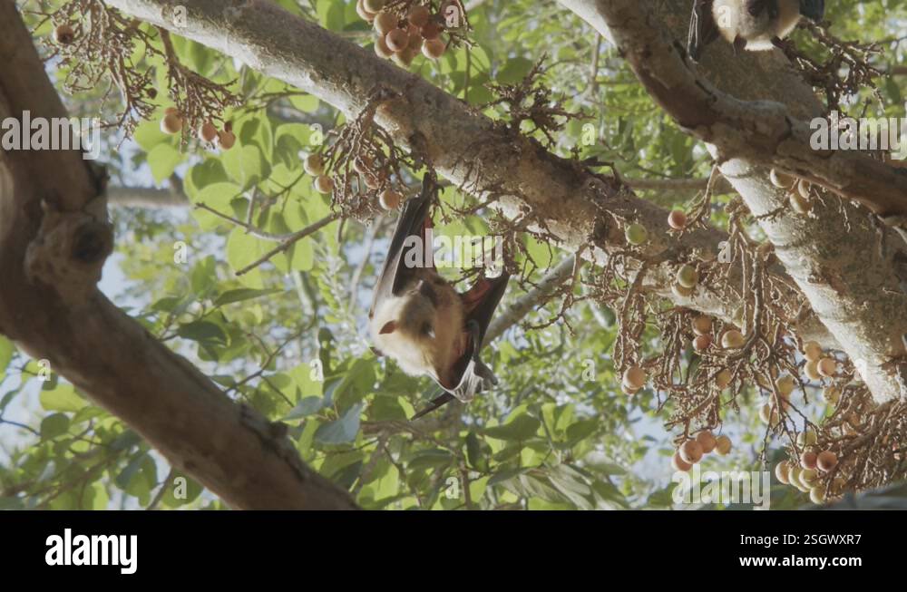 Bat crawling around to find the perfect fig from tree, and hanging ...