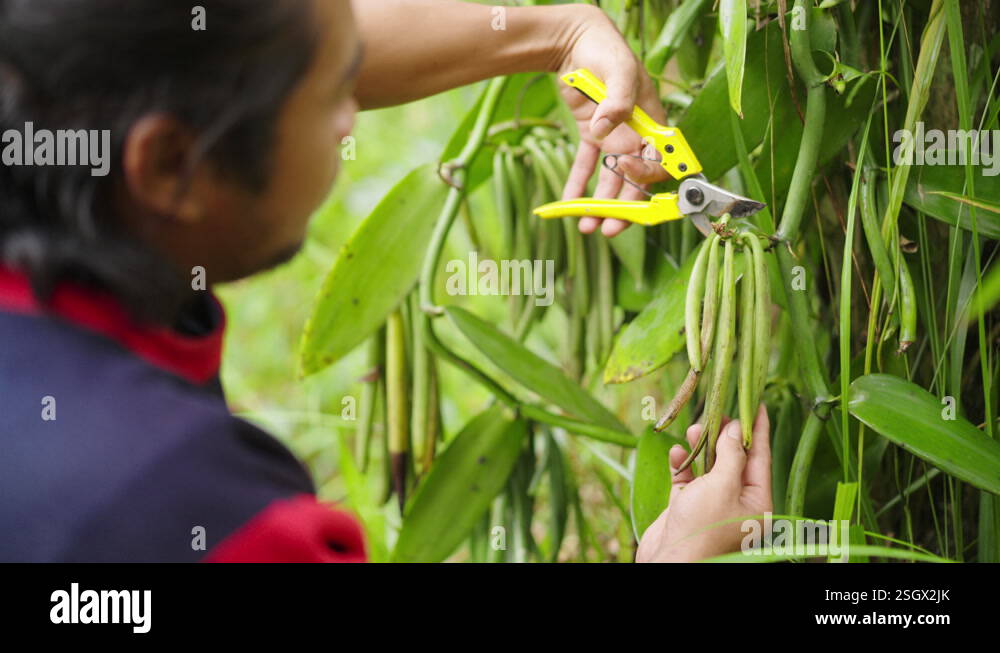 Young male vanilla farmer harvests ripe vanilla beans. Over-the ...