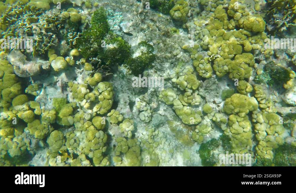 Underwater coral reef caribbean sea track Healthy Marine life, Los ...
