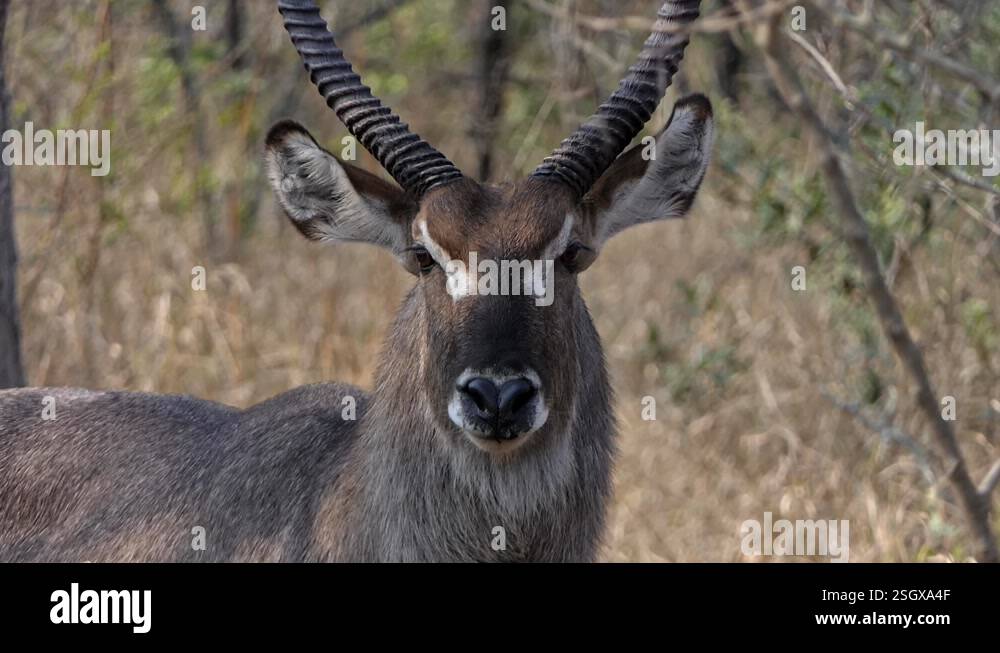 Close-up footage of the head of a male waterbuck in Africa Stock Video ...