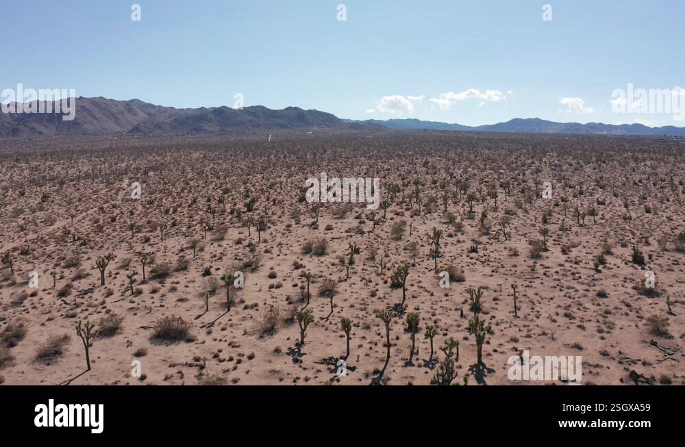 Low and slow descending aerial shot over a field of Joshua trees in the ...