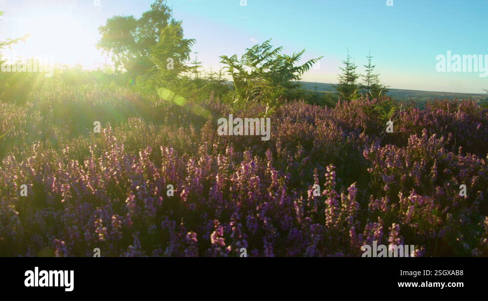 Heather Season, North York Moors National Park Yorkshire Summer 2022 ...