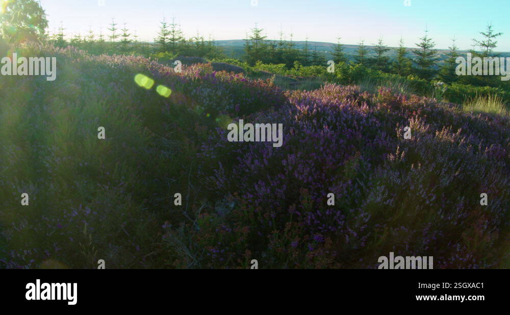 Heather Season, North York Moors National Park Yorkshire Summer 2022 ...