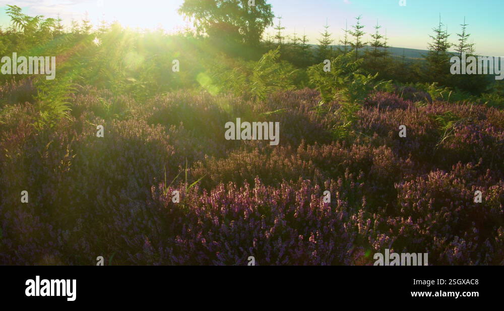 Heather Season, North York Moors National Park Yorkshire Summer 2022 ...