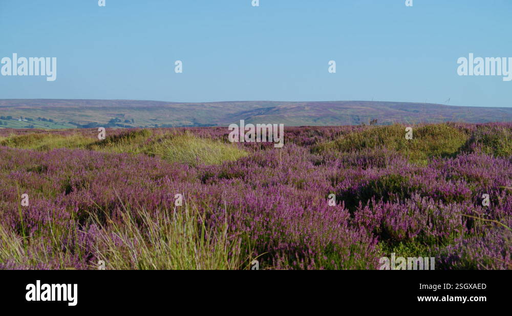 Heather Season, North York Moors National Park Yorkshire Summer 2022 ...
