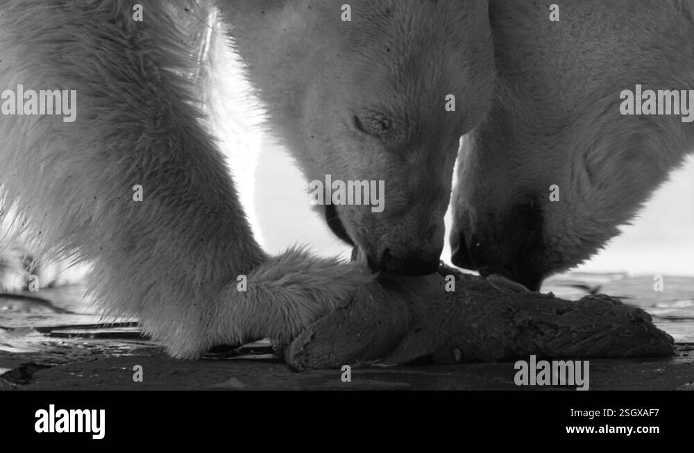 Beautiful Portrait footage of Polar bear in nature landscape. Polar ...