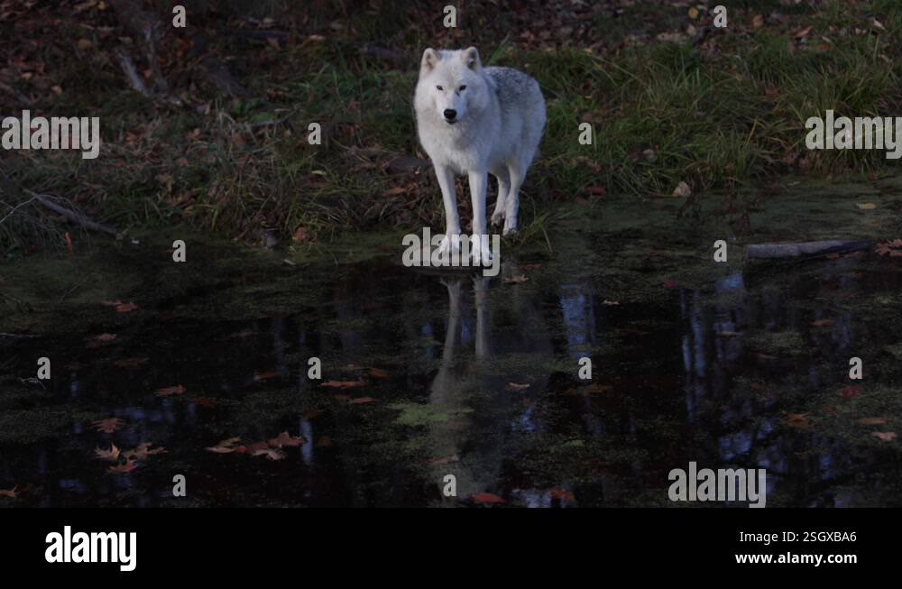arctic wolf standing on rock over swamp gives full majestic reflection ...
