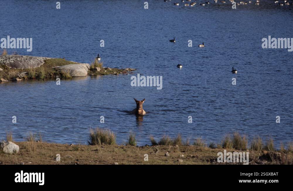 Swimming elk Stock Videos & Footage - HD and 4K Video Clips - Alamy