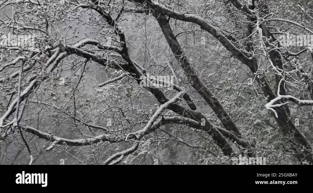 Snow and fog. A winter day with a snowstorm. The branches are swaying a ...