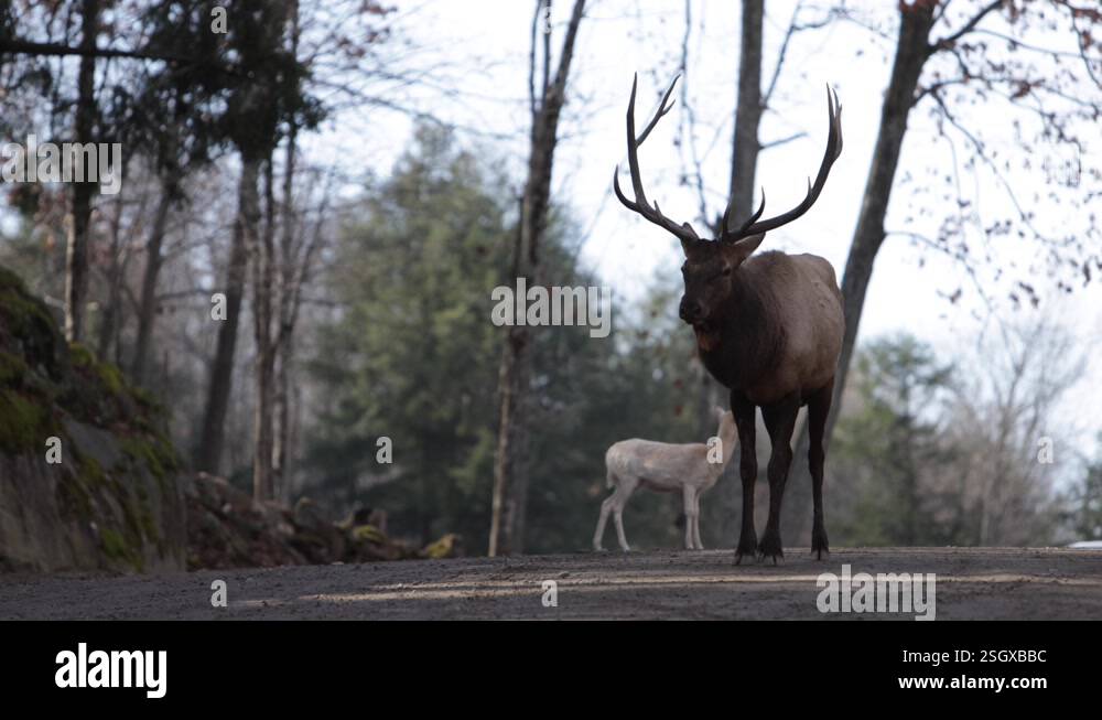 elk bull standing in road carelessly as car approaches slomo Stock ...