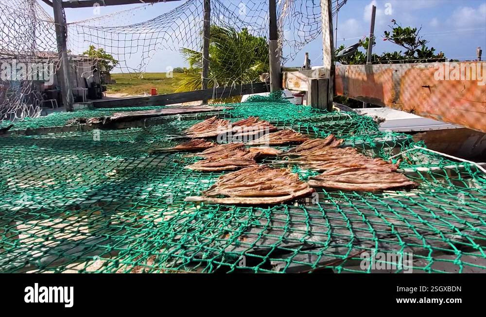Preserving dried fish Stock Videos & Footage - HD and 4K Video Clips ...