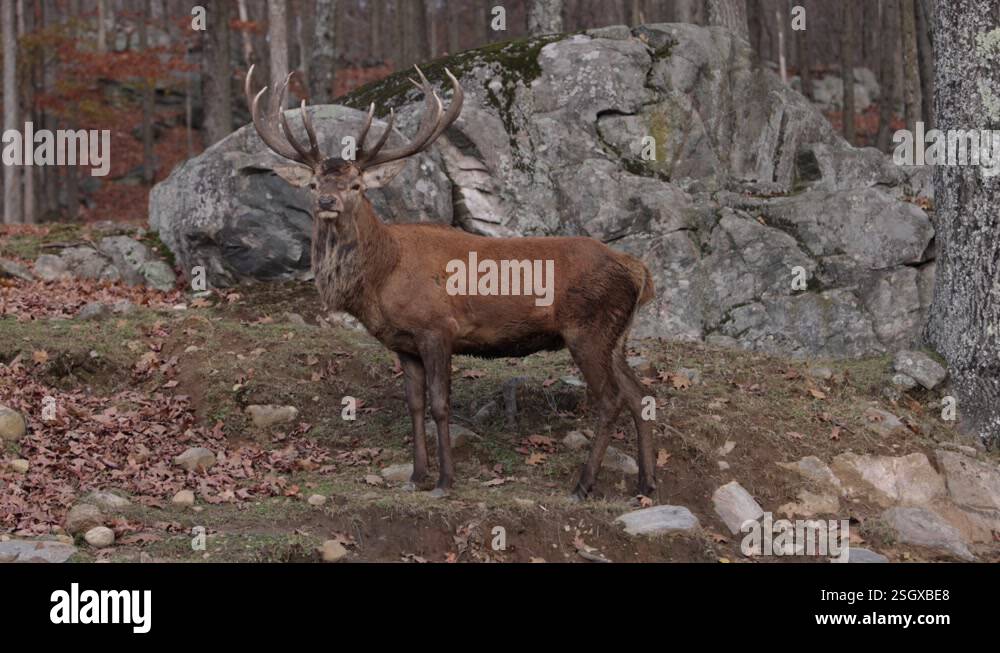 Bull elk with big rack Stock Videos & Footage - HD and 4K Video Clips ...