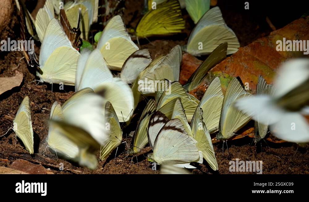 Random yellow butterflies flying and landing on the ground, Kaeng ...