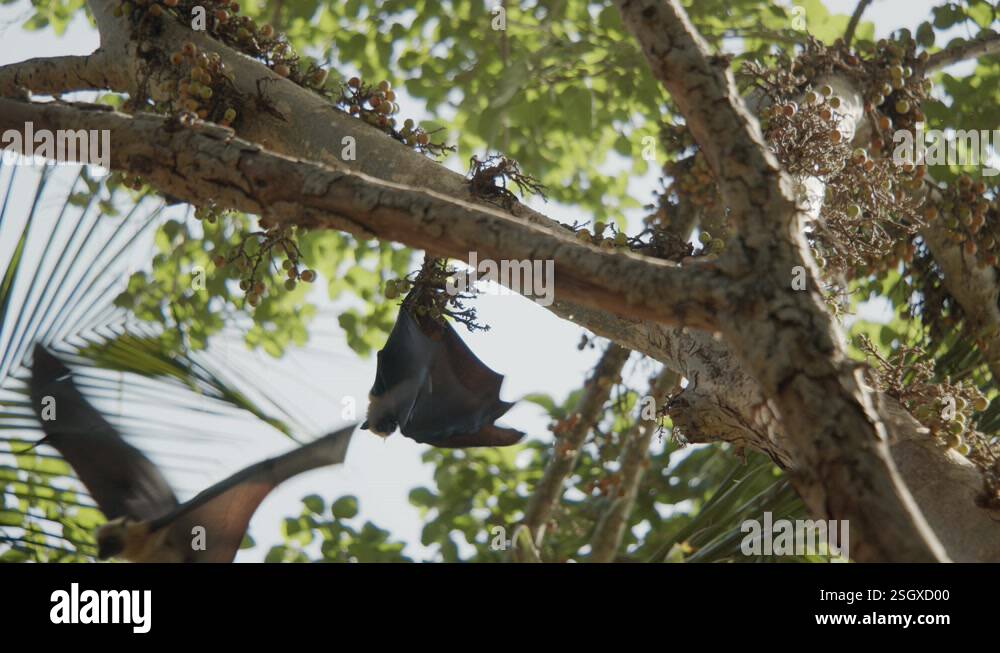 Bat scaring off other bat from tree by flapping wings and ending alone ...
