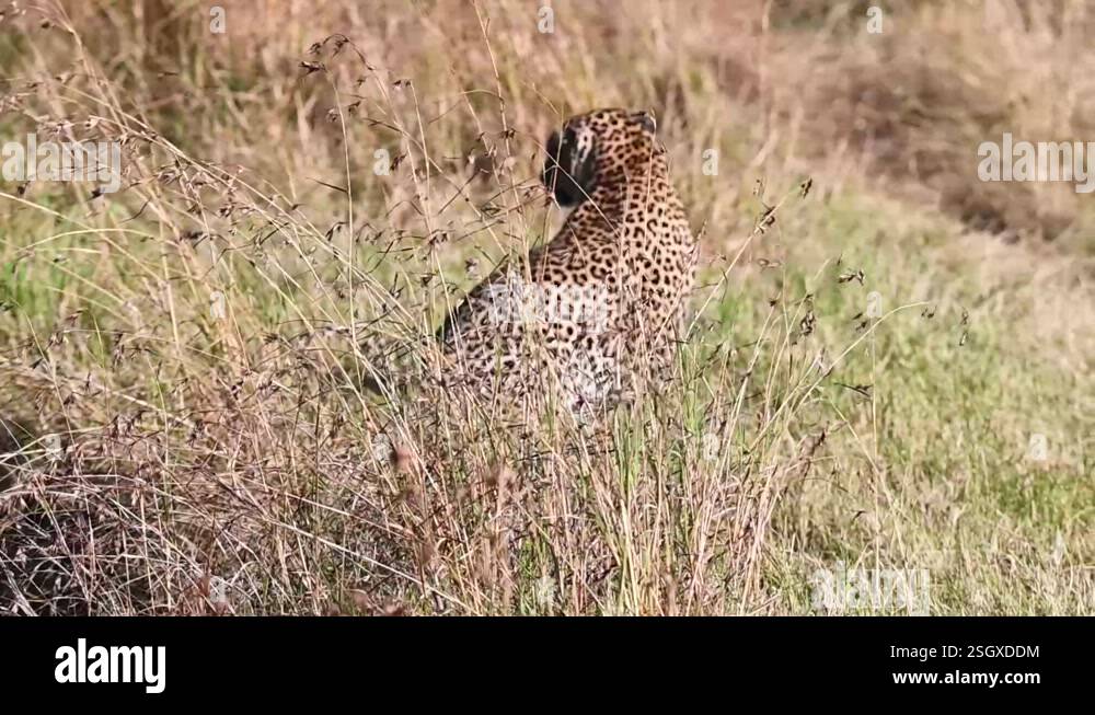 Leopard watching every inch of the jungle Stock Video Footage - Alamy