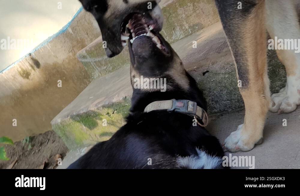 Two dogs play fighting by eating other dog his mouth while showing ...