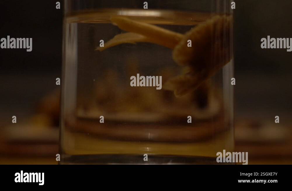 funnel chanterelle thrown in water. Cinematic shot designed for ...