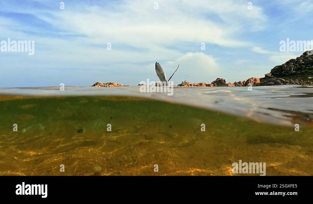 Half underwater view of seagull bird flying off from sea water while ...